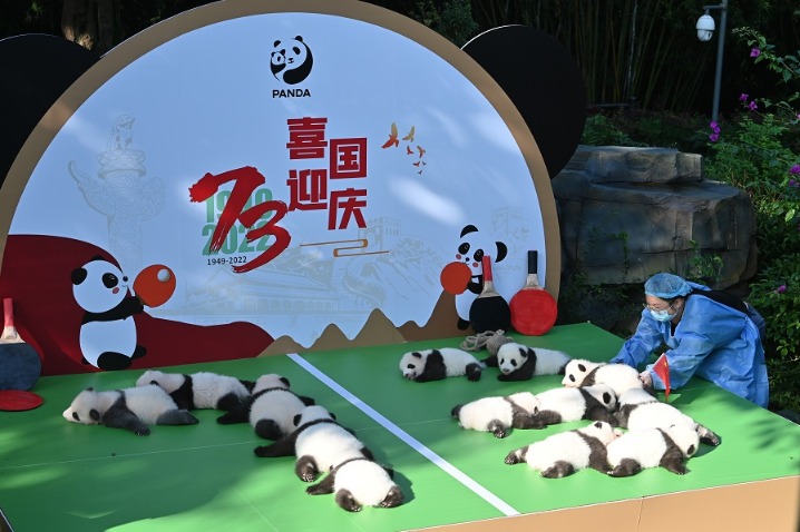 Panda cubs meet public at SW China breeding base - Chinadaily.com.cn