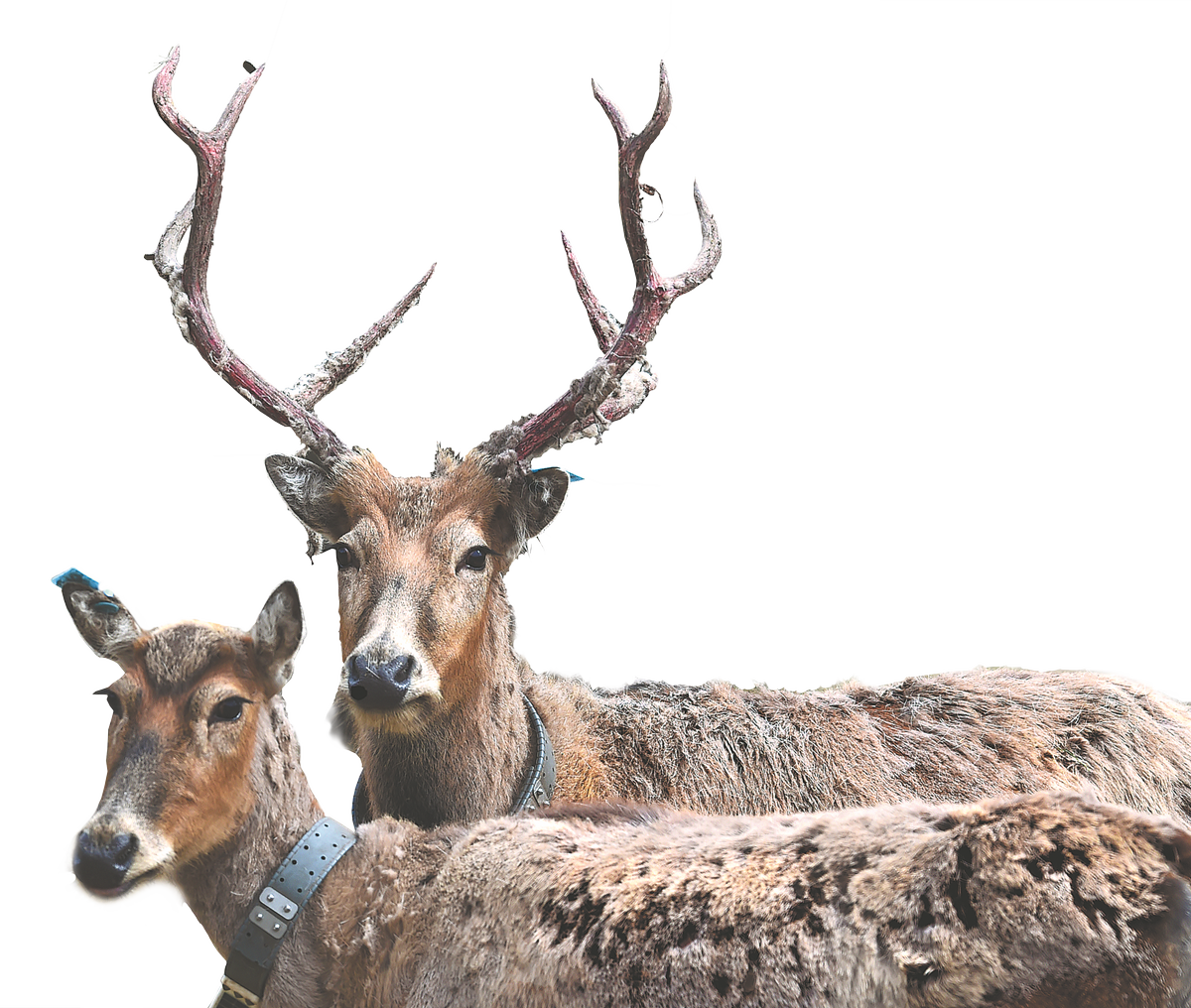 english news 英语新闻-New hope for a dear creature