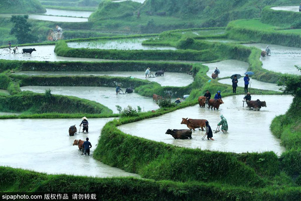24 Solar Terms: 5 things you may not know about Grain Rain - Chinadaily ...