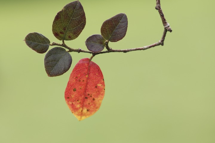 Shake, shiver and shudder 三个表示 “颤抖” 的动词 - Chinadaily.com.cn