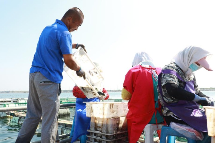 Puffer fish offer profit without the poison - Chinadaily.com.cn