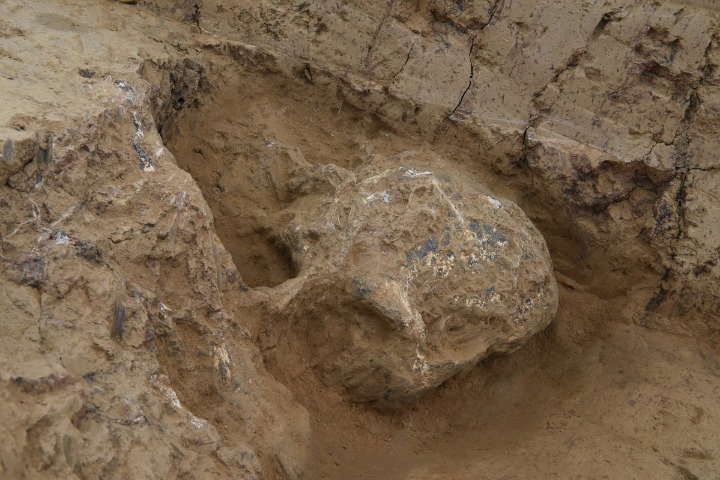 Skull fossil may offer key clues to human origins - Chinadaily.com.cn