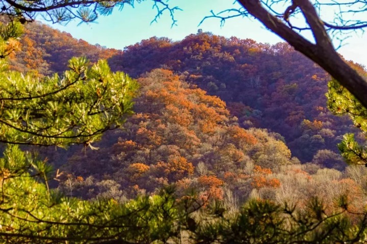 Shake, shiver and shudder 三个表示 “颤抖” 的动词 - Chinadaily.com.cn