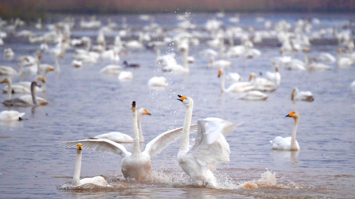 Migratory swans fly south to spend winter - Chinadaily.com.cn