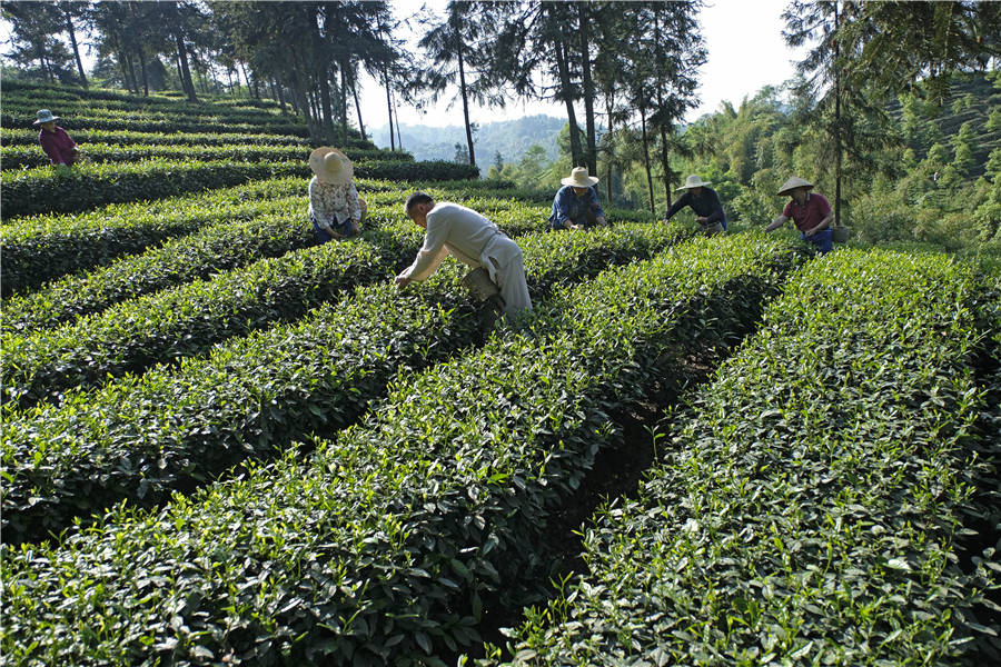 english news 英语新闻-Spotlight on Sichuan as center of tea-making heritage