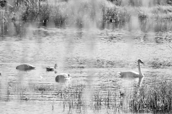 24 Solar Terms: 6 things you may not know about Minor Heat - Chinadaily ...