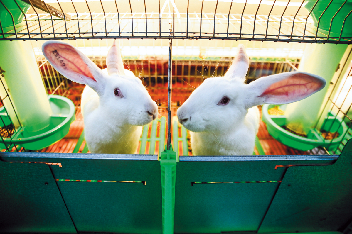 Welcome the Year of the Rabbit with art - Chinadaily.com.cn