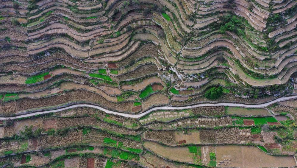 Ancient way sowing success - Chinadaily.com.cn