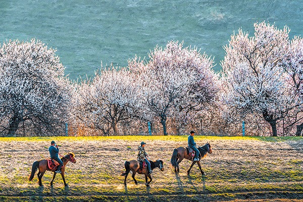 Springtime blossoms add cheer to tourism - chinaculture.org