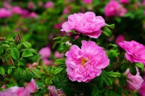 Pingyin rose events to 'bloom' in May - chinaculture.org