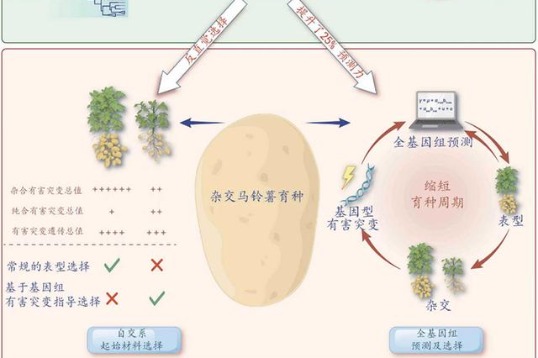 Chinese scientists achieve new breakthrough in hybrid potato breeding ...