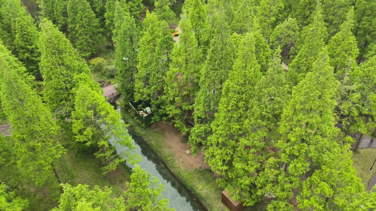 Migrating birds, man-made forests thriving in China's coastal city ...