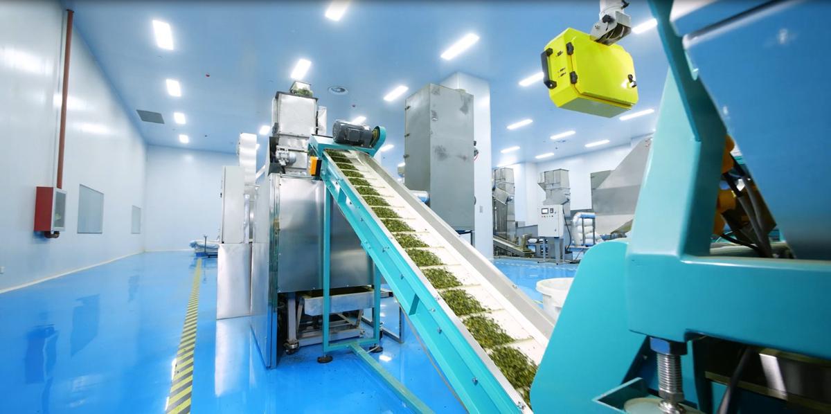 Guizhou county spins matcha green into gold - Chinadaily.com.cn