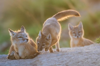 China Daily Website - Connecting China Connecting the World