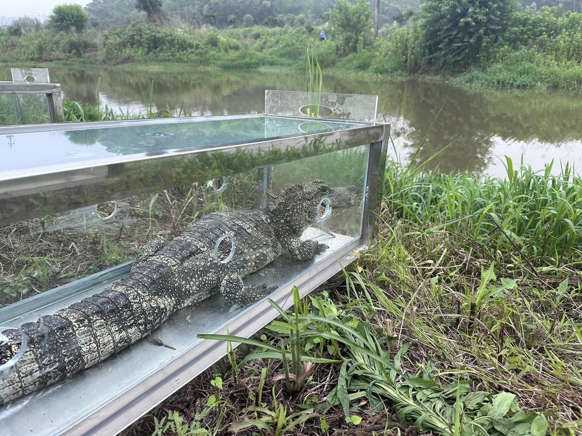 Over 80 Chinese alligators released in Anhui reserve - Chinadaily.com.cn