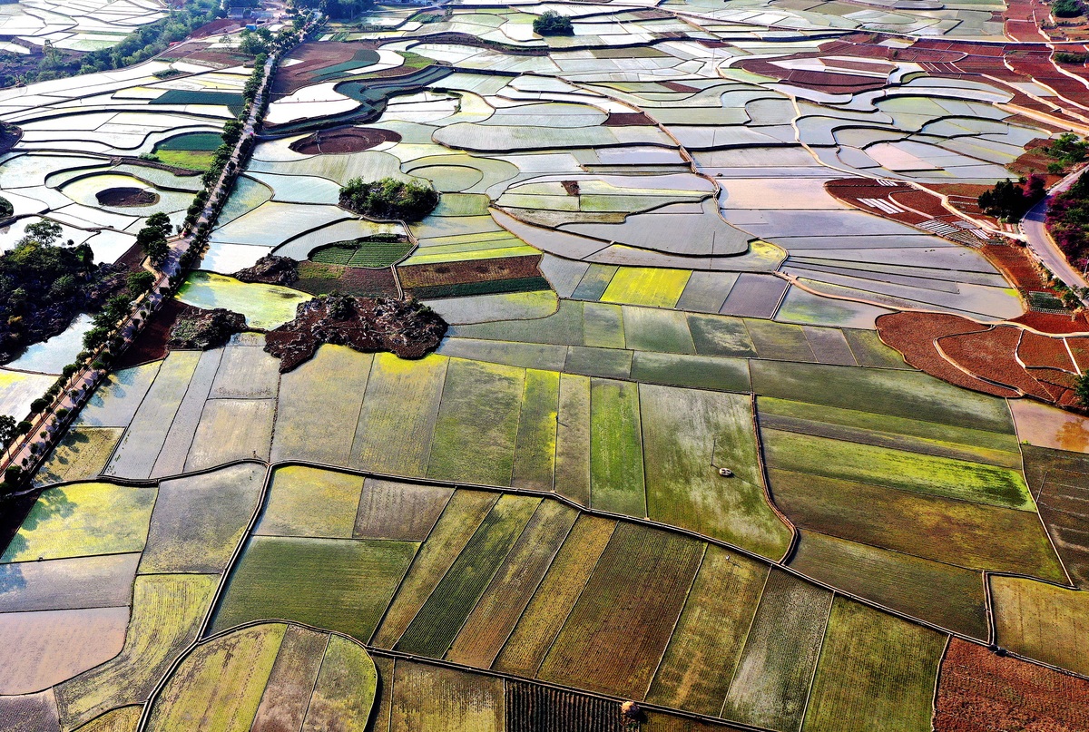 Guizhou fields turn into painter's palette - Chinadaily.com.cn