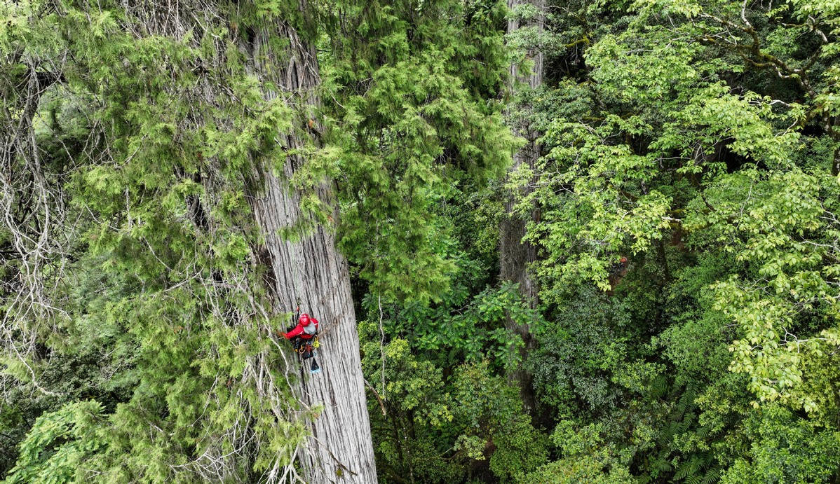english news 英语新闻-Discovery of giant cypress refreshes record of ...