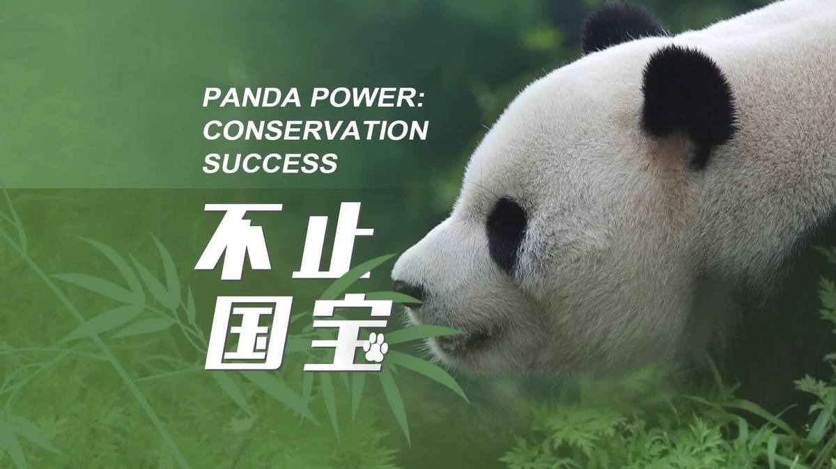 Panda power: Conservation success - Chinadaily.com.cn
