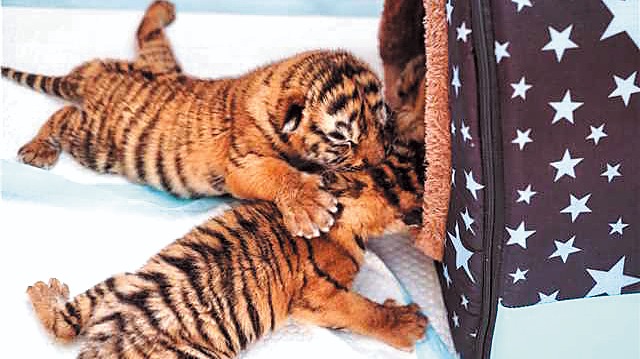 Pregnant Tiger Giving Birth