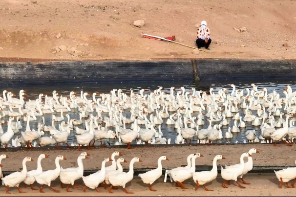 Goose army helps farm clear weeds - Chinadaily.com.cn