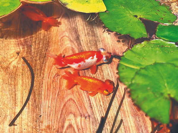 Goldfish adorn tide of history - Chinadaily.com.cn