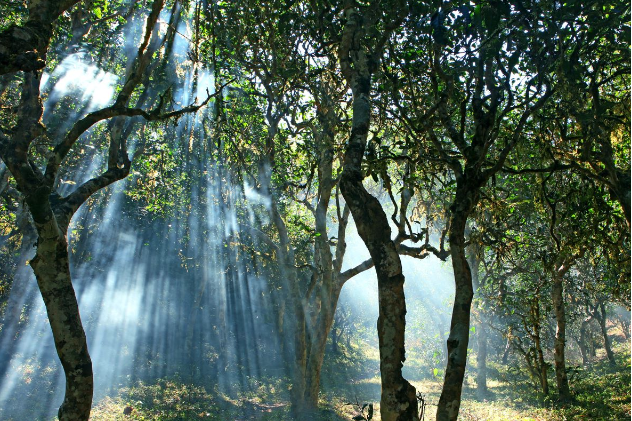 Old tea forests on Jingmai Mountain named World Heritage Site ...