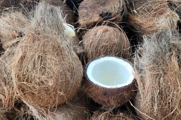 Experts see potential of coconuts in Hainan - Chinadaily.com.cn