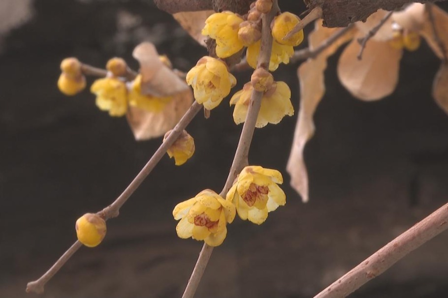 Visitors enjoy beautiful century-old trees covered in snow - Chinadaily ...