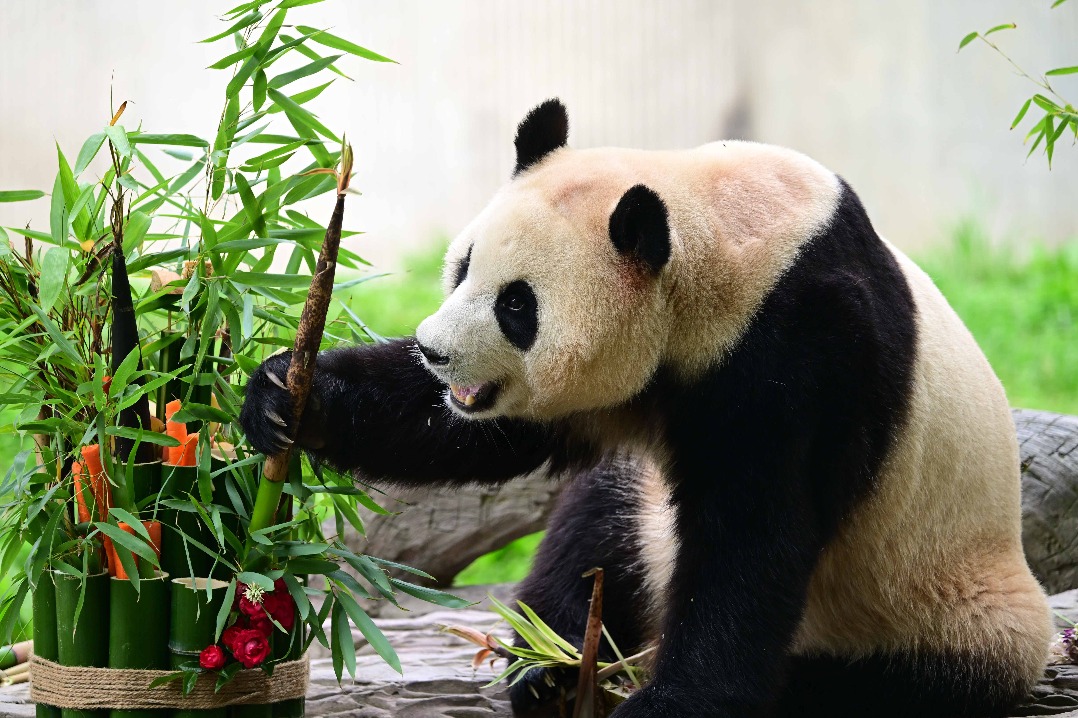 Panda Fu Bao meets public for first time after returning to China ...