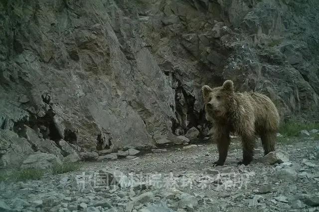 Rare Gobi Bear spotted in Xinjiang for first time - Chinadaily.com.cn