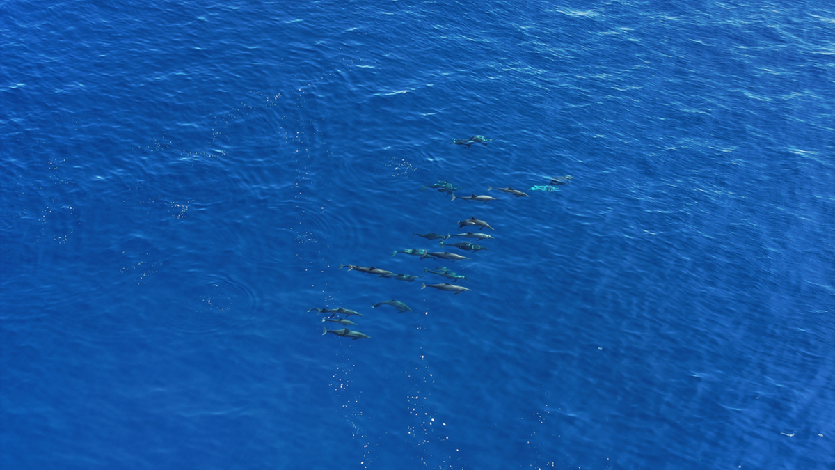 Activities by Philippines causing environmental damage to Xianbin Reef ...