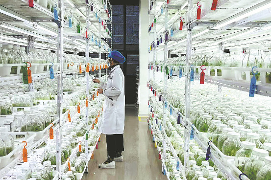 'Super giant reed' biomass could replace fossil fuels for power ...