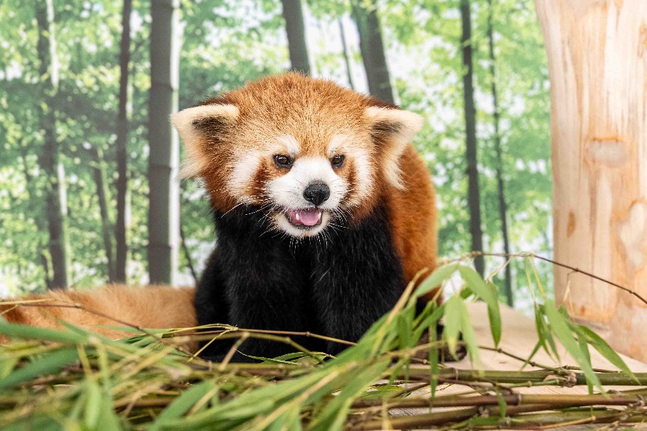 Harbin park debuts immersive red panda experience - Chinadaily.com.cn