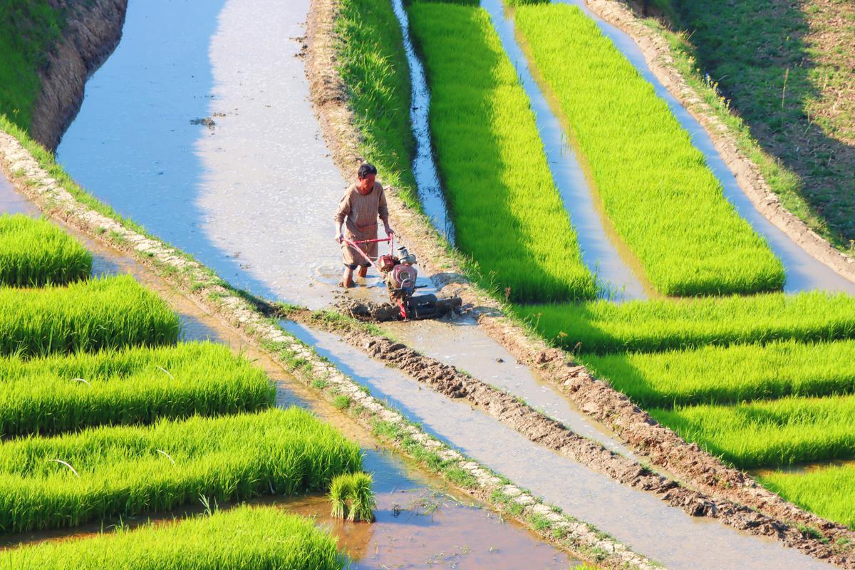 Yunnan's Hani terraces shimmer as planting season begins - Chinadaily ...
