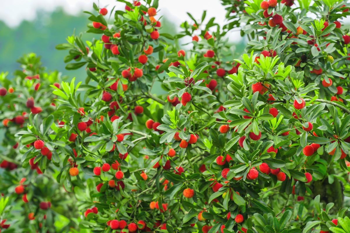 Hunan hills turn purple-red as Chinese bayberry harvest peaks ...